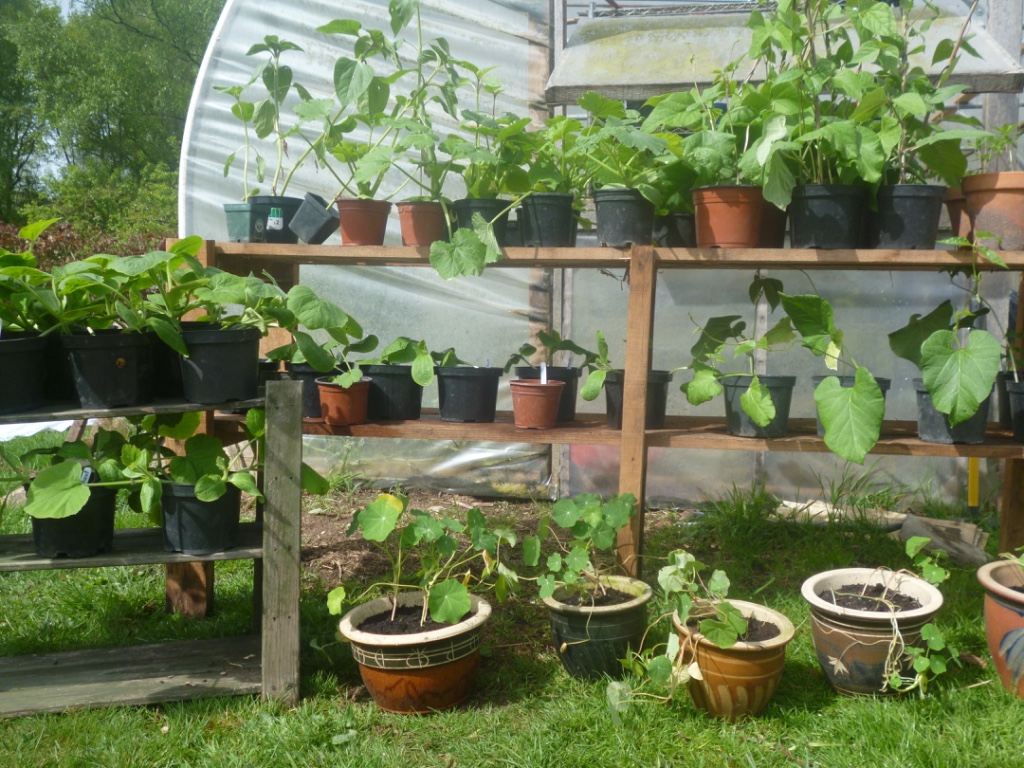 Land ownership? Why bother? Because its empowering and joyful.